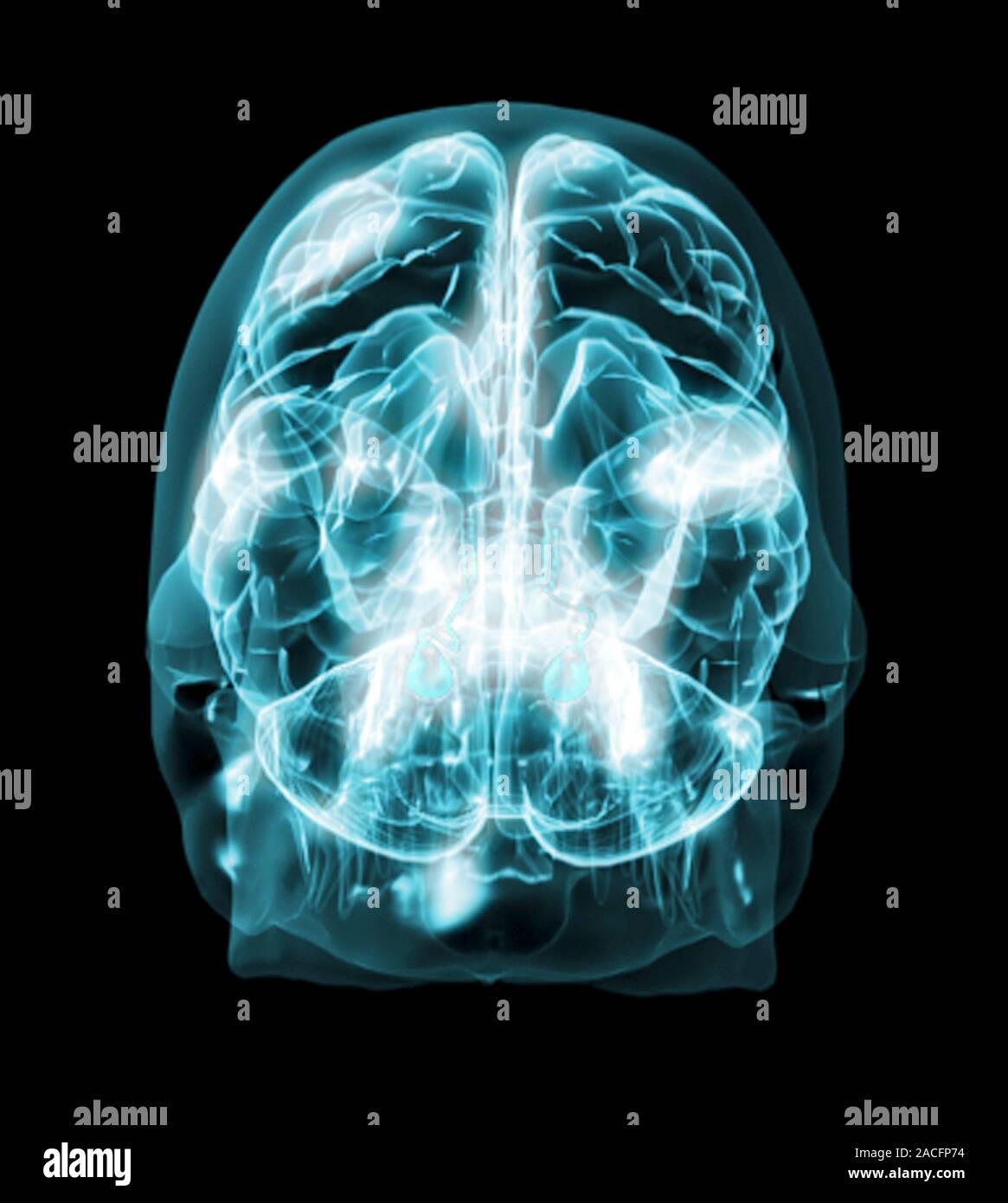 Brain anatomy, artwork. This view of the brain, from above, is semi ...