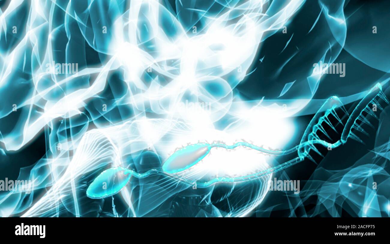 Amygdala, artwork. Close-up of a semi-transparent artwork of a human ...