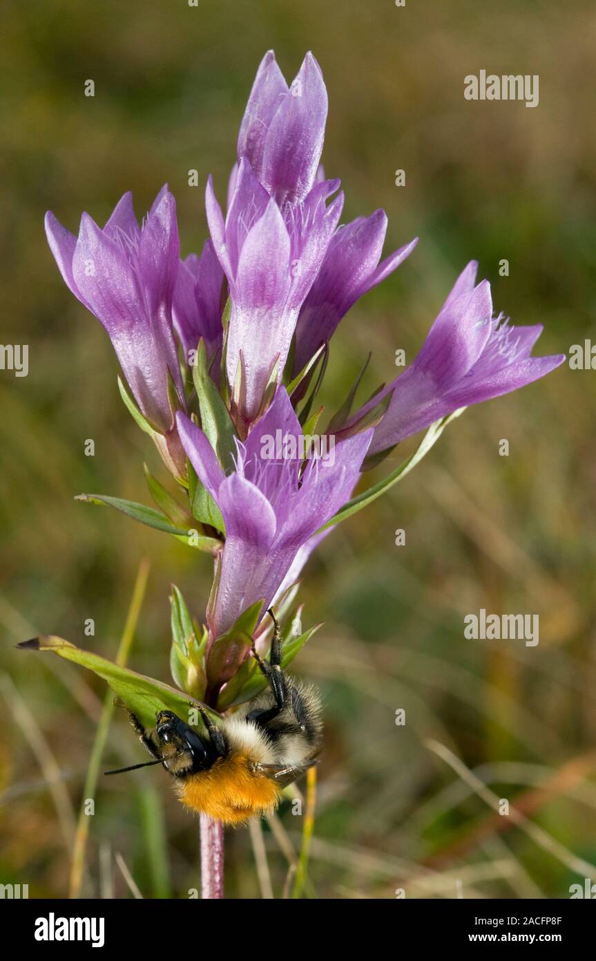 Felwort (Gentianella austriaca) in flower with visiting bumble bee ...
