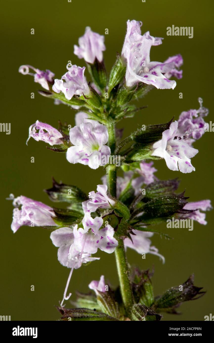 Common Calamint (Clinopodium ascendens), previously known as Calamintha ...