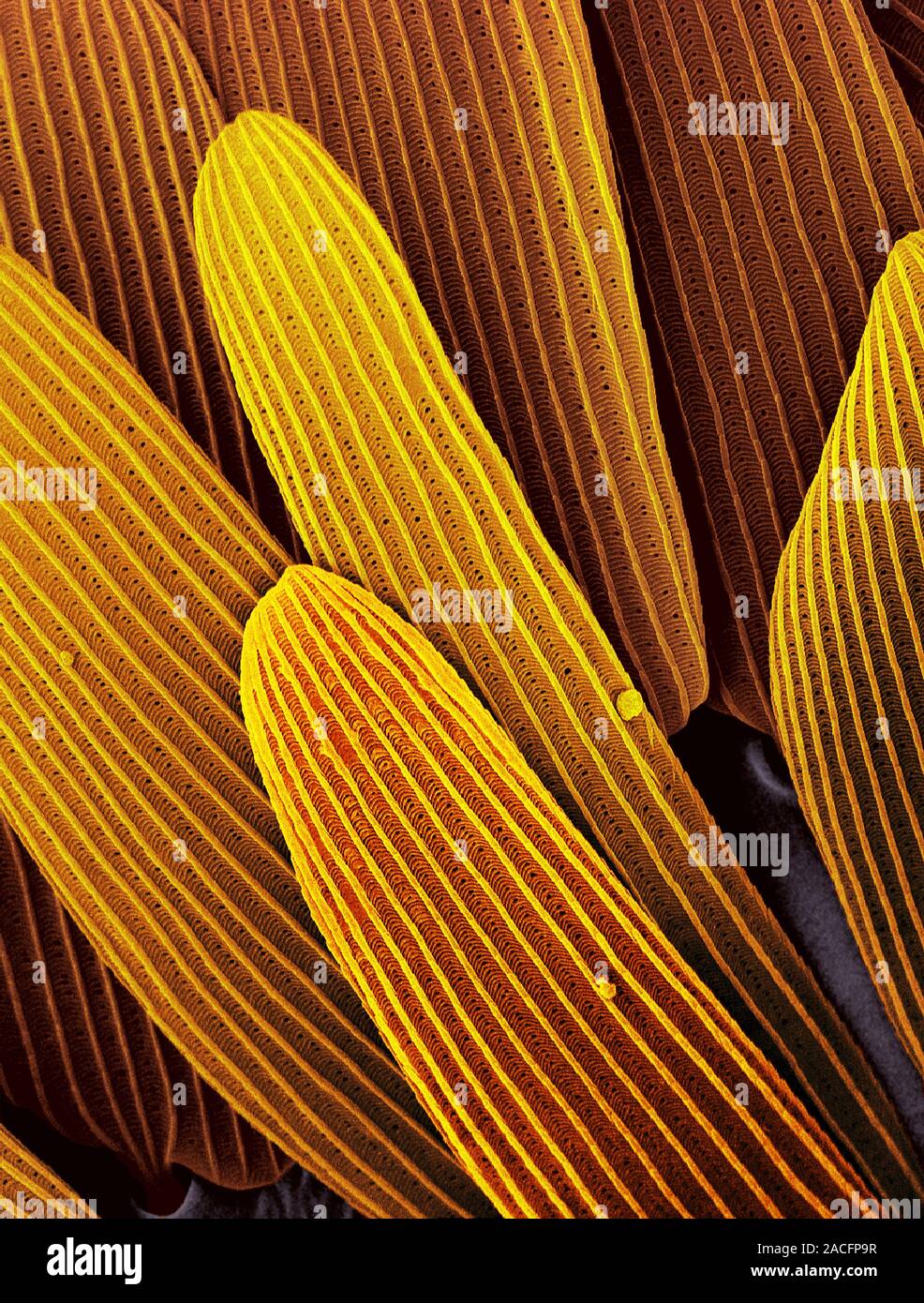 Moth wing scales. Coloured scanning electron micrograph (SEM) of scales ...