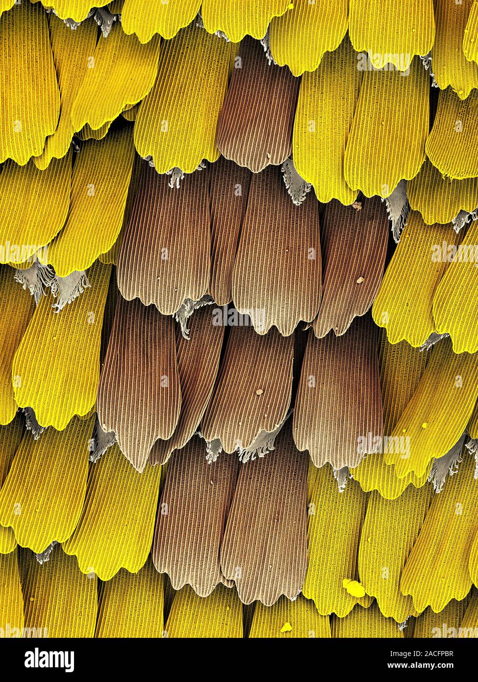 Butterfly wing scales. Coloured scanning electron micrograph (SEM) of ...