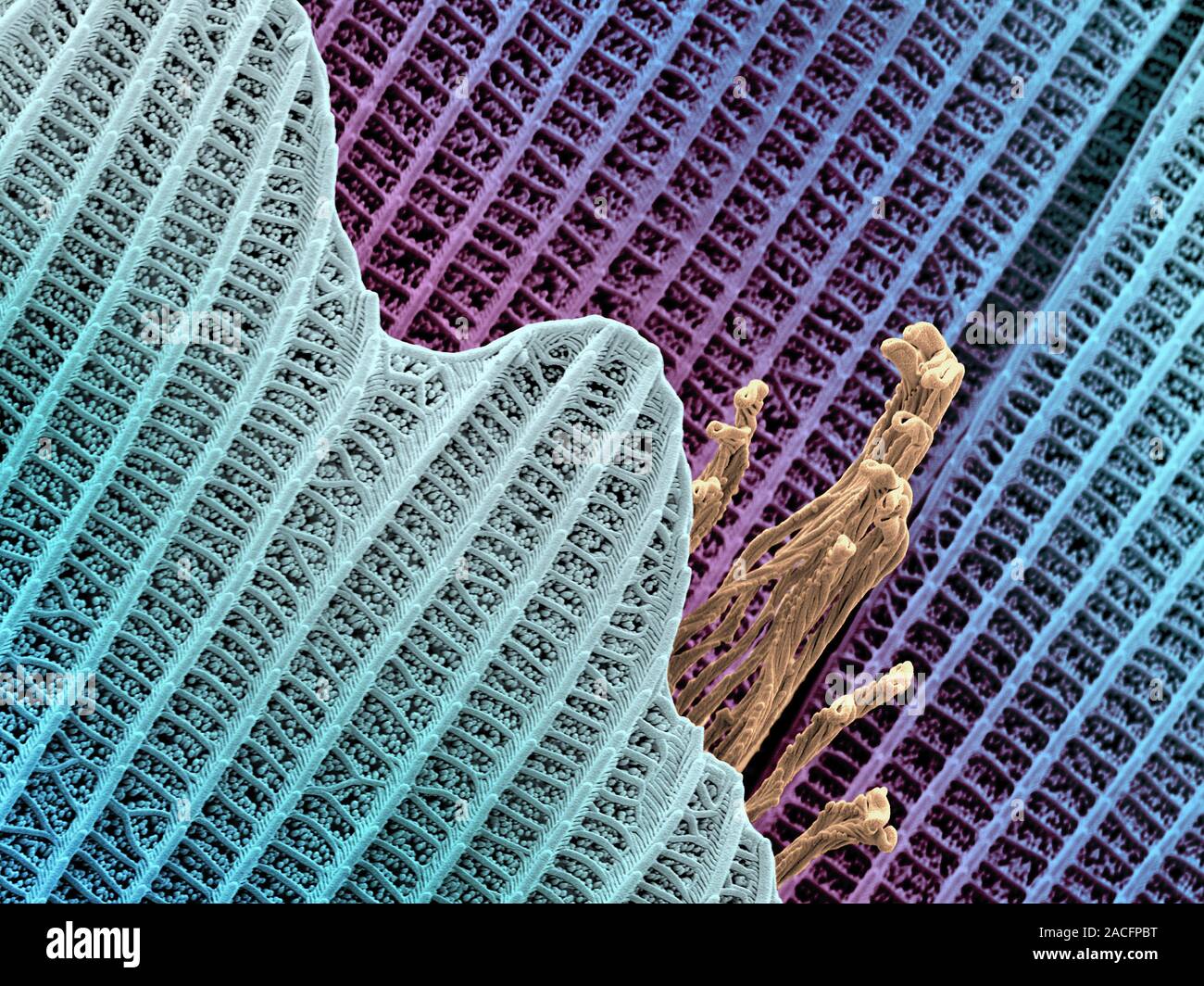 Butterfly wing scale. Coloured scanning electron micrograph (SEM) of a ...