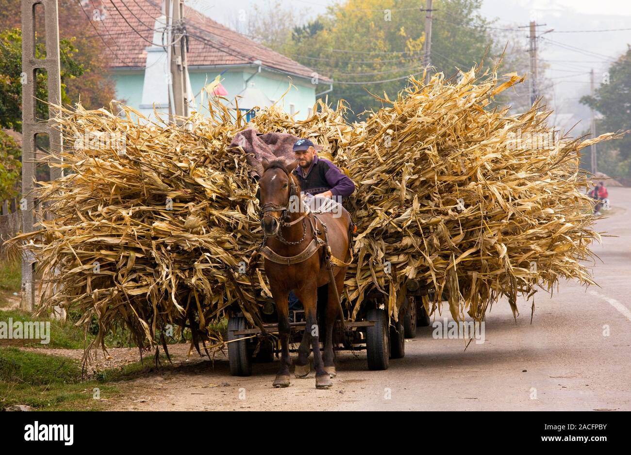 Corn harvest. Horse and cart carrying harvested corn plants ...