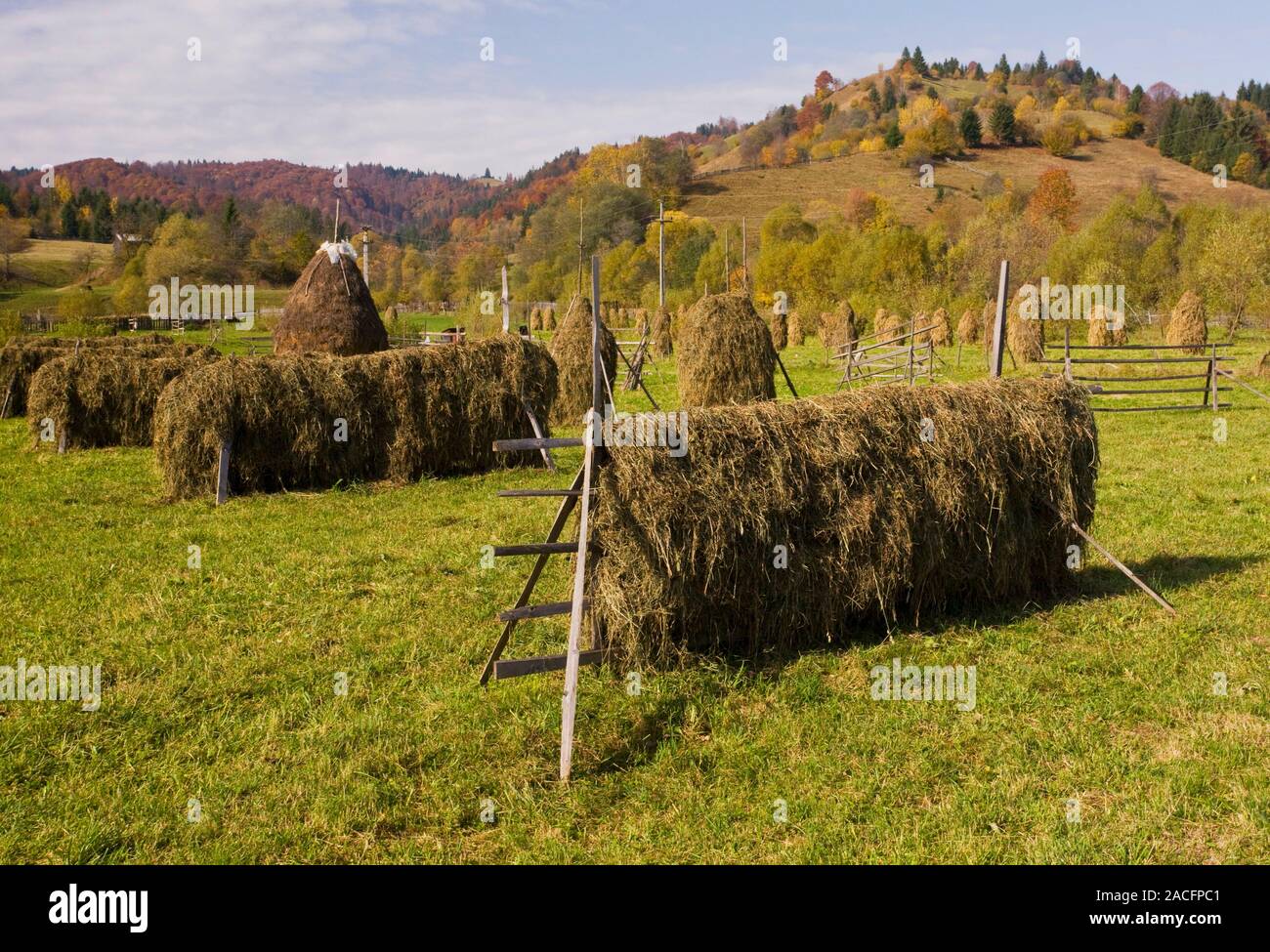 Hay racks and stooks. Photographed in Fromosu, Southern Bucovina ...