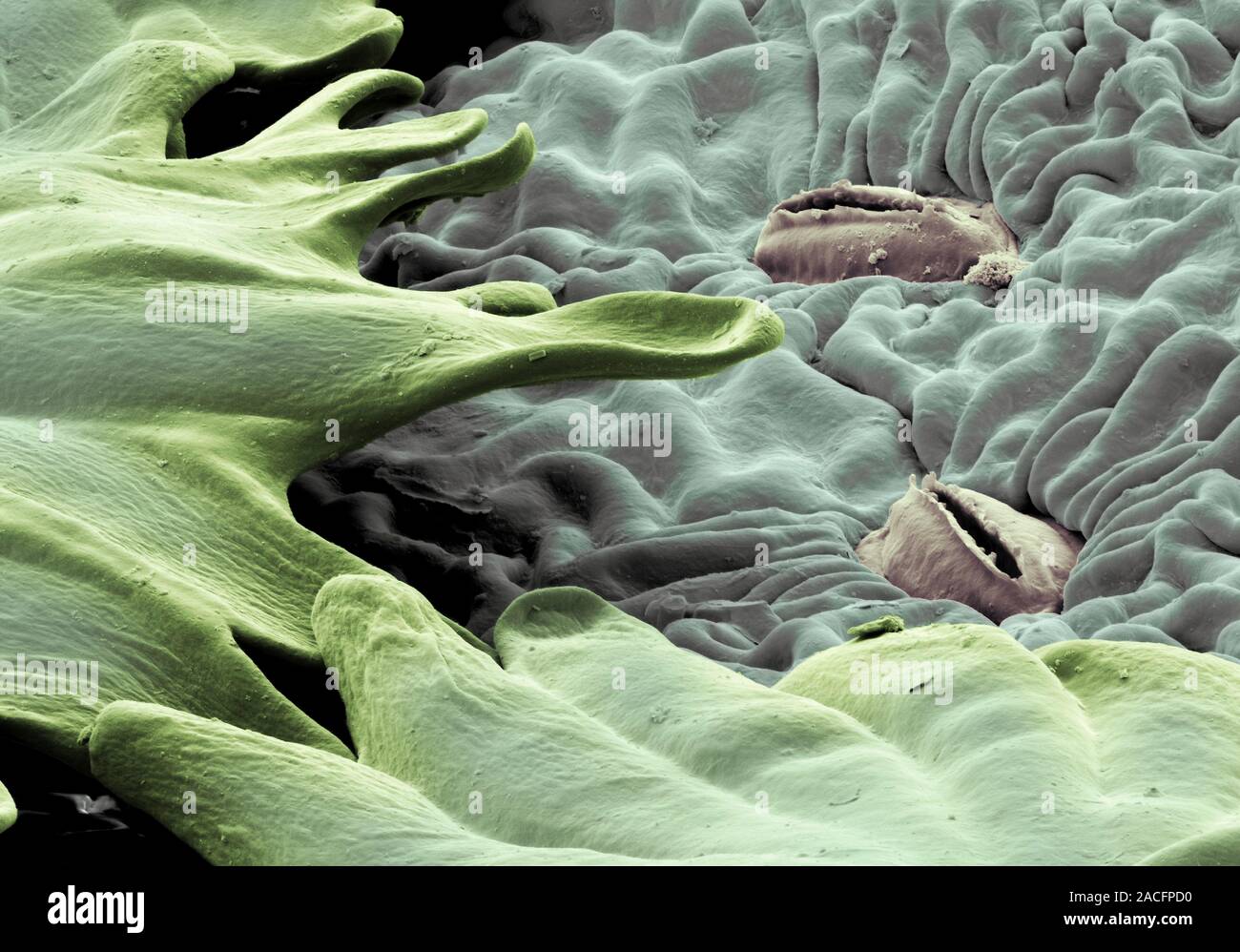 Olive leaf trichomes. Coloured scanning electron micrograph (SEM) of ...