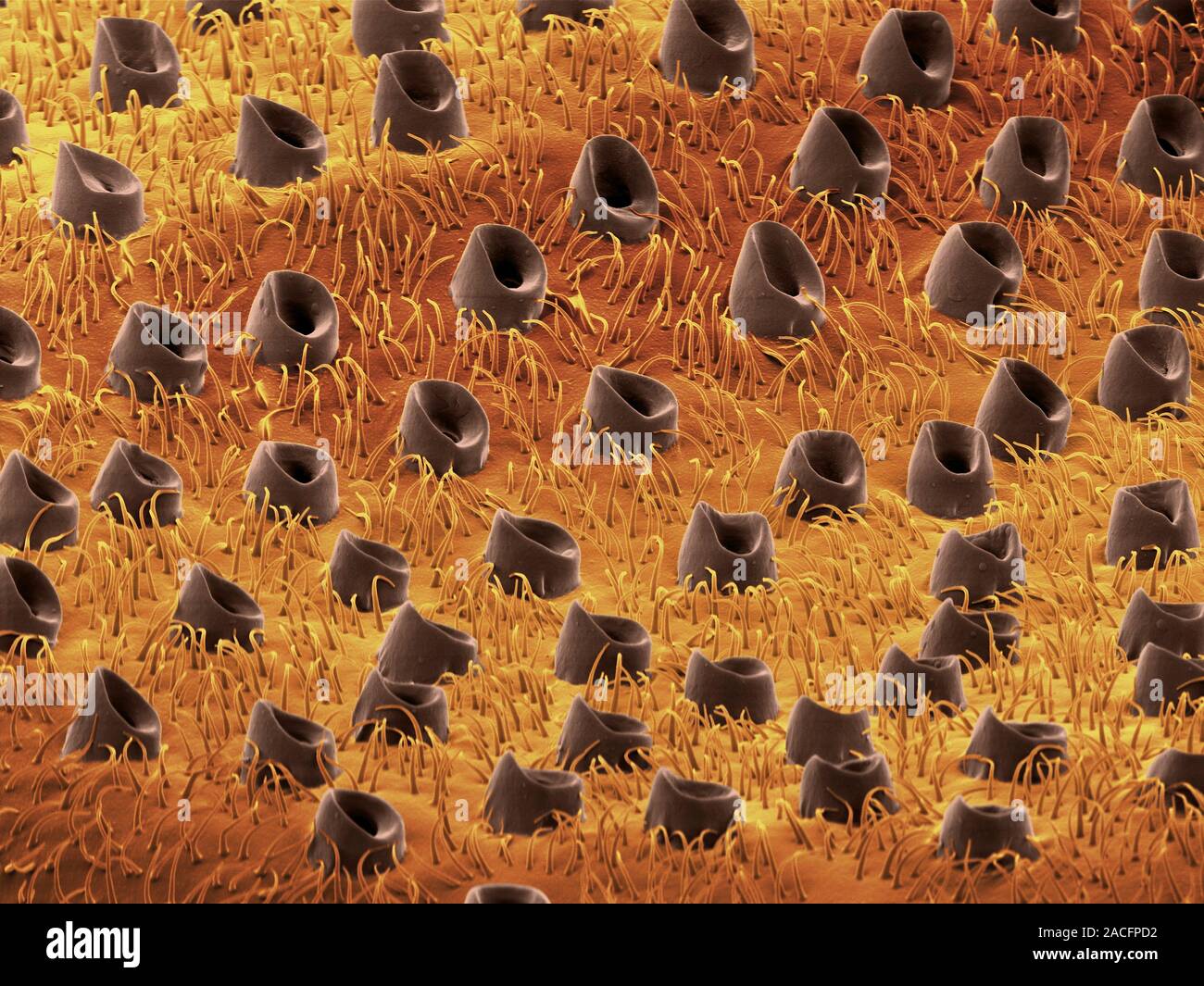 Insect body surface, coloured scanning electron micrograph (SEM Stock ...