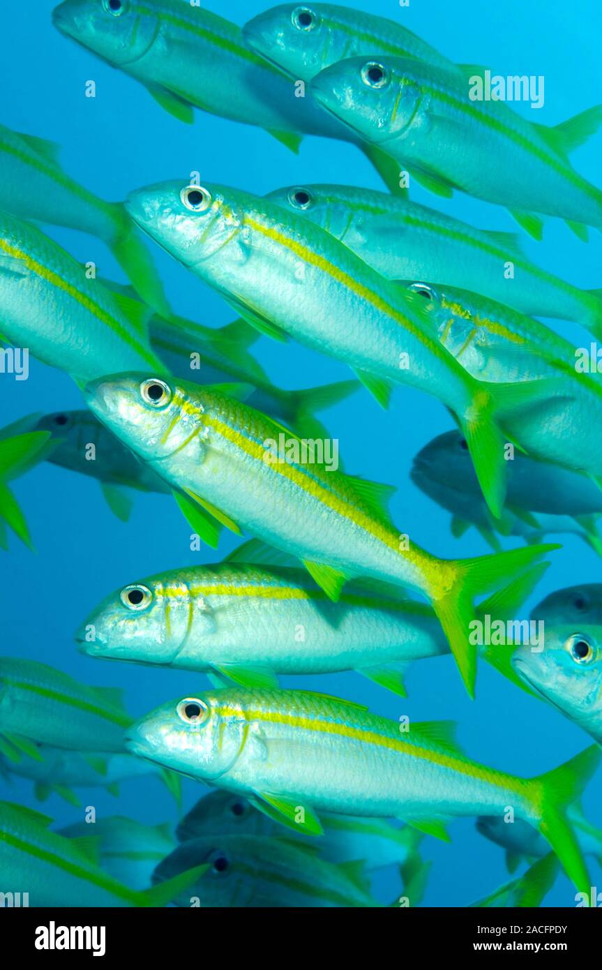 Yellowfin goatfish (Mulloidichthys vanicolensis), Similan Islands ...