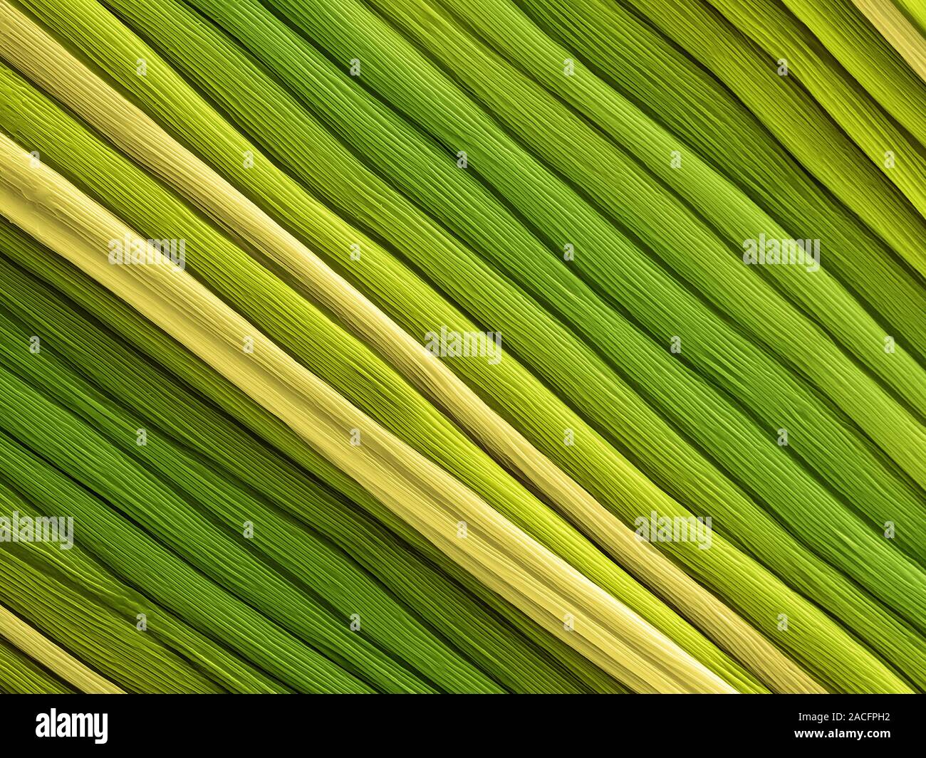 Heather flower sepal. Coloured scanning electron micrograph (SEM) of a ...