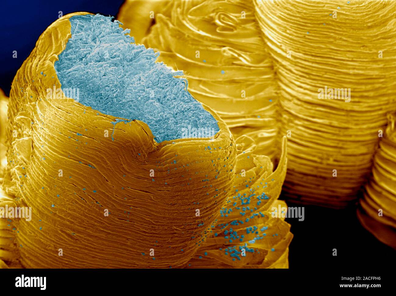 Thermophilic bacteria (blue), coloured scanning electron micrograh (SEM ...