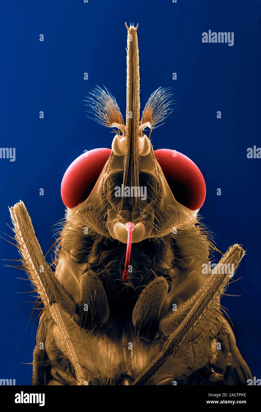 Tsetse fly (Glossina sp.), coloured scanning electron micrograph (SEM ...