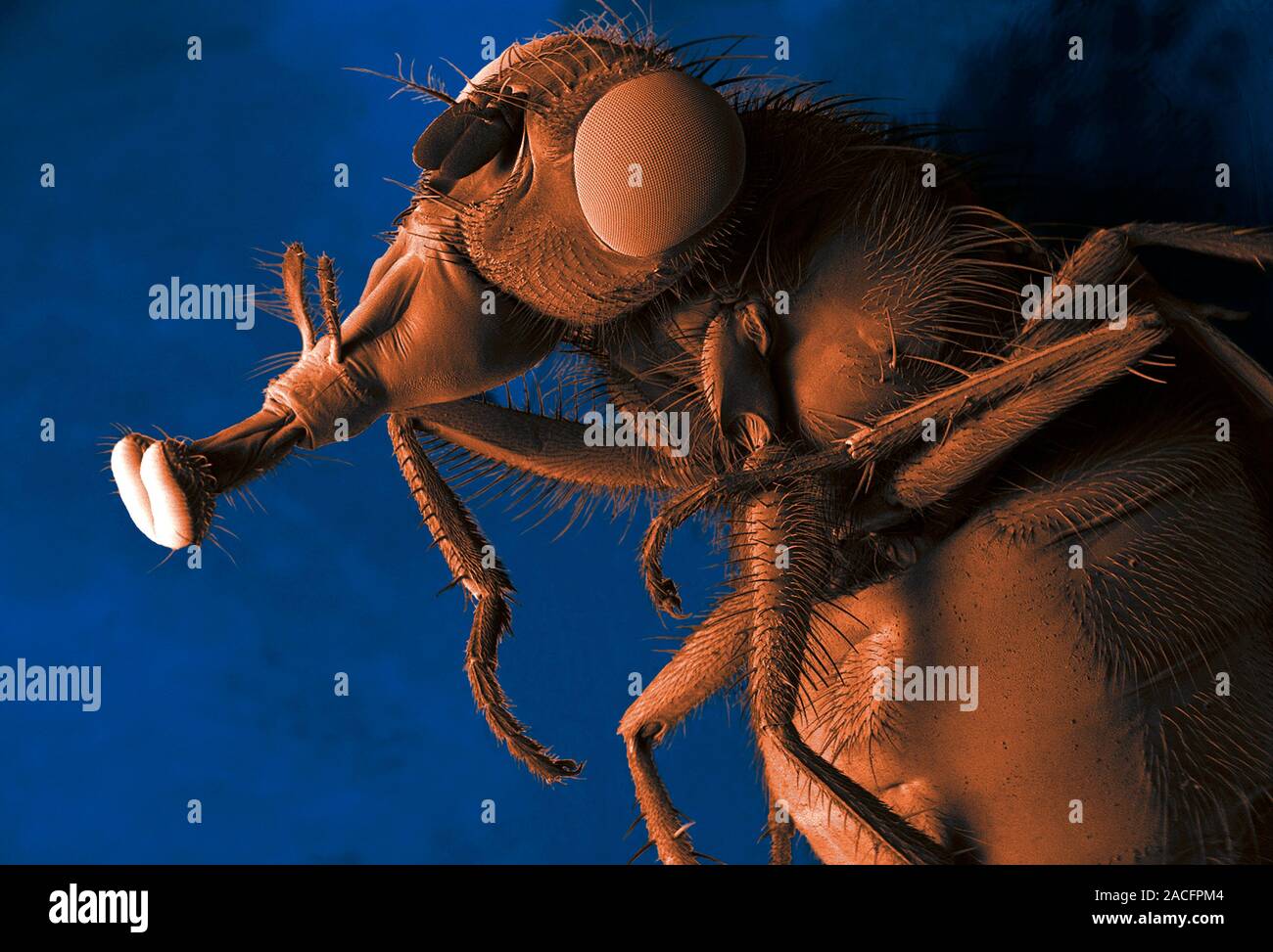 Bluebottle fly (Calliphora sp.), coloured scanning electron micrograph ...