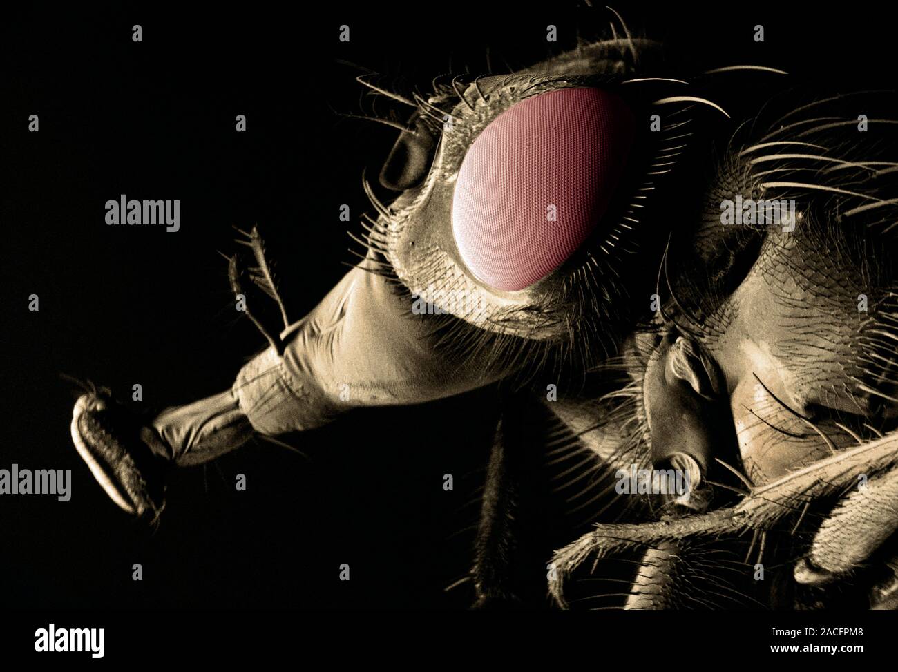Head of a bluebottle fly (Calliphora sp., coloured scanning electron ...