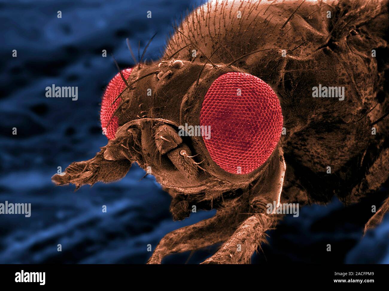 Mutant fruit fly, coloured scanning electron micrograph (SEM). The ...