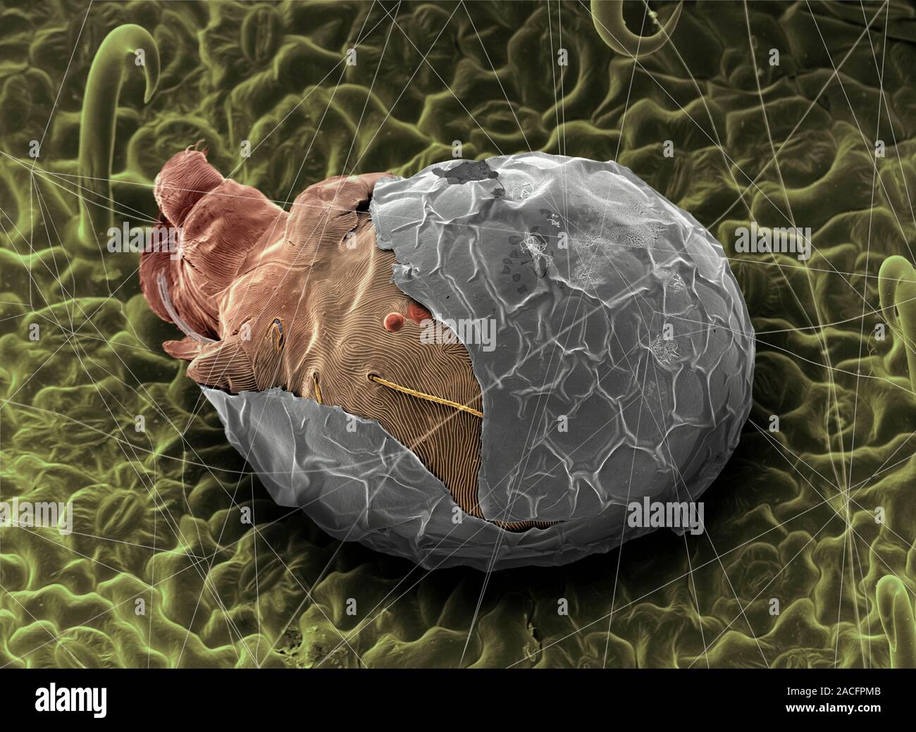 Spider mite. Coloured scanning electron micrograph (SEM) of a spider ...