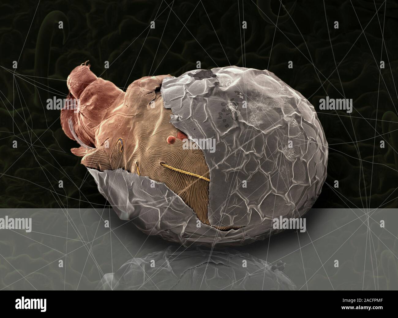 Spider mite. Coloured scanning electron micrograph (SEM) of a spider ...
