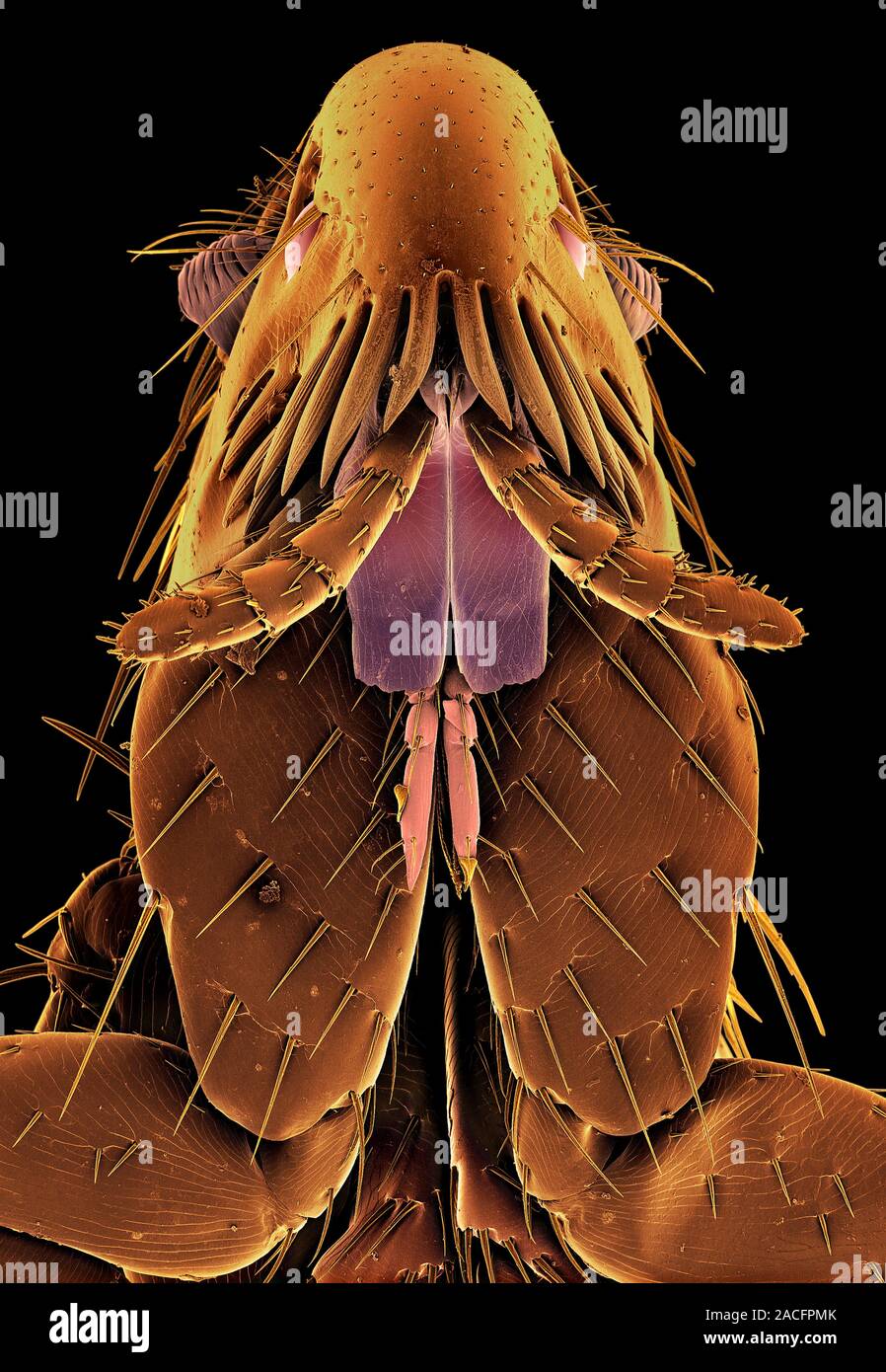 Cat flea head. Coloured scanning electron micrograph (SEM) of a cat ...