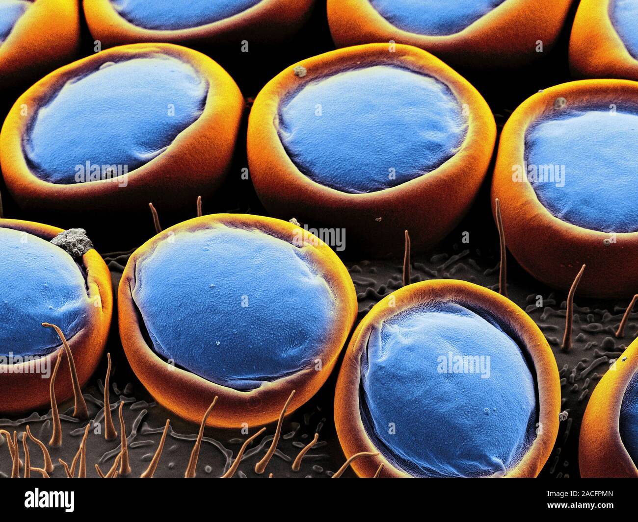 Midge eye. Coloured scanning electron micrograph (SEM) of numerous ...