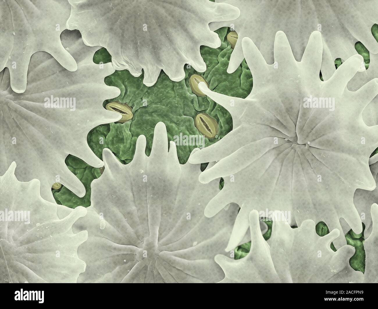Olive leaf trichomes. Coloured scanning electron micrograph (SEM) of ...