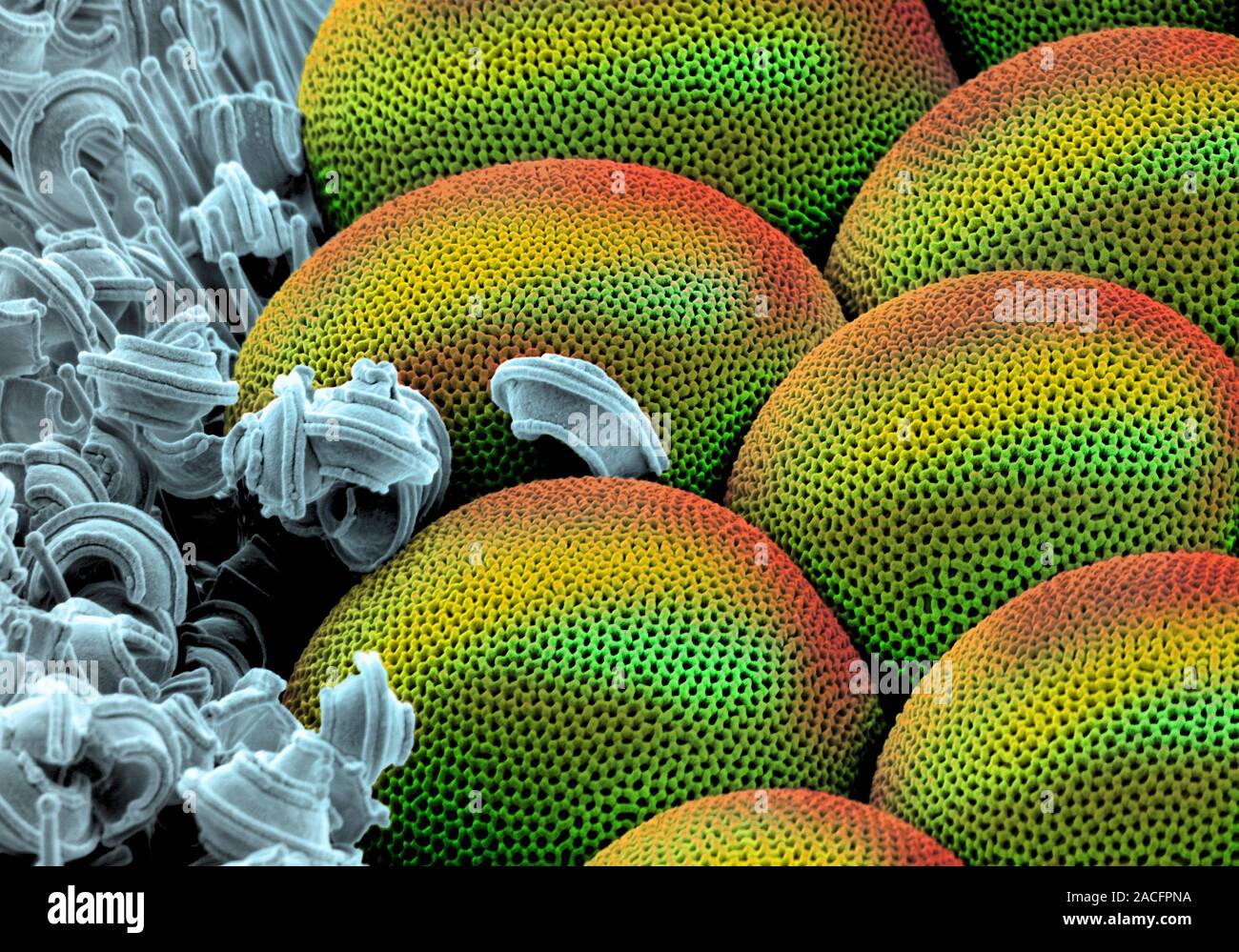 Whitefly compound eye. Coloured scanning electron micrograph (SEM) of ...