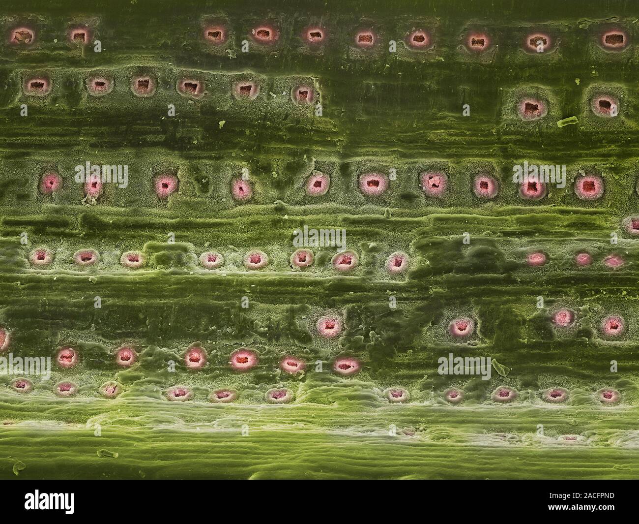 Pine (Pinus sp.). Coloured scanning electron microscope (SEM) of a pine ...