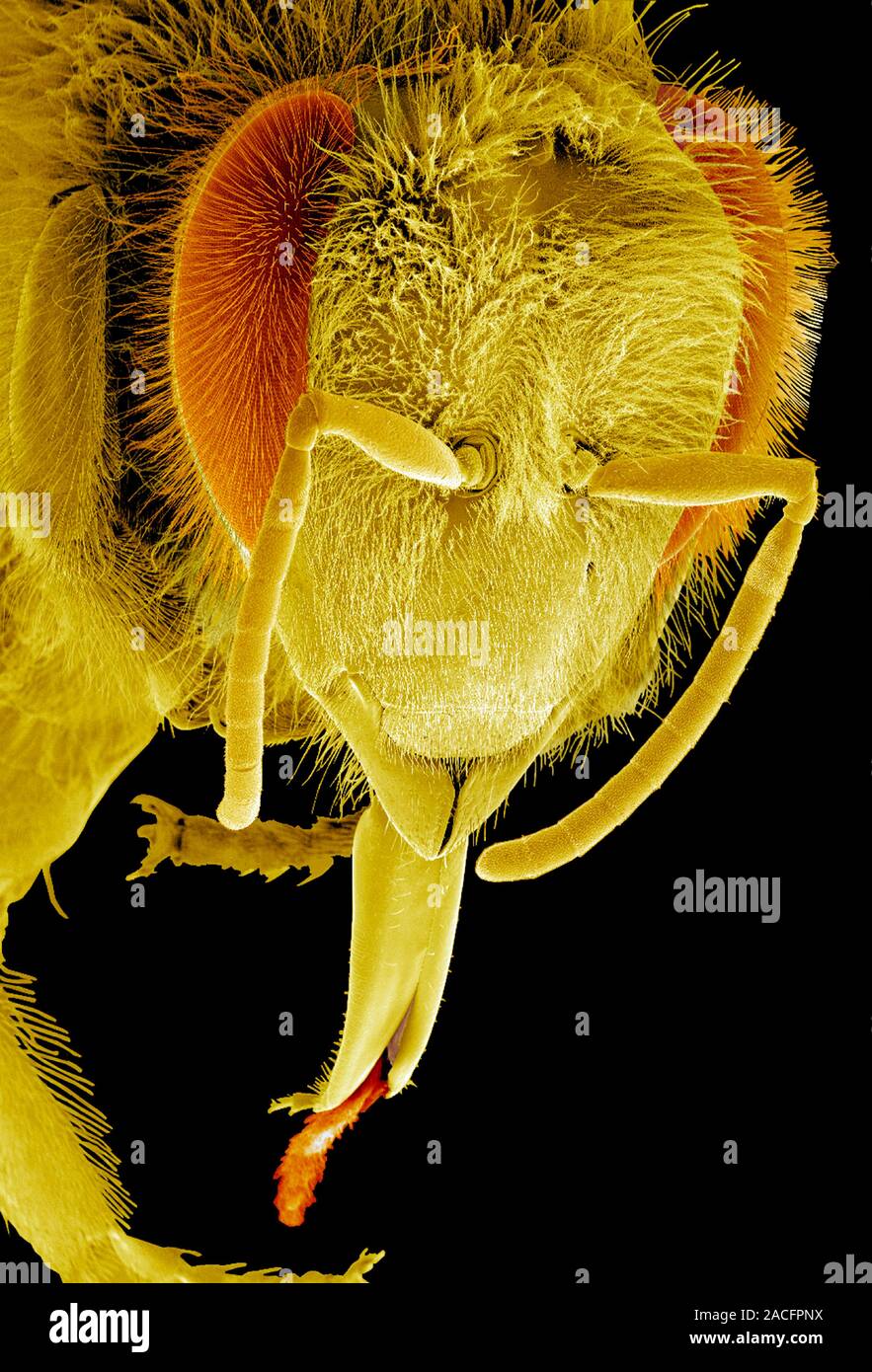 Head of a honey bee (Apis mellifera), coloured scanning electron ...