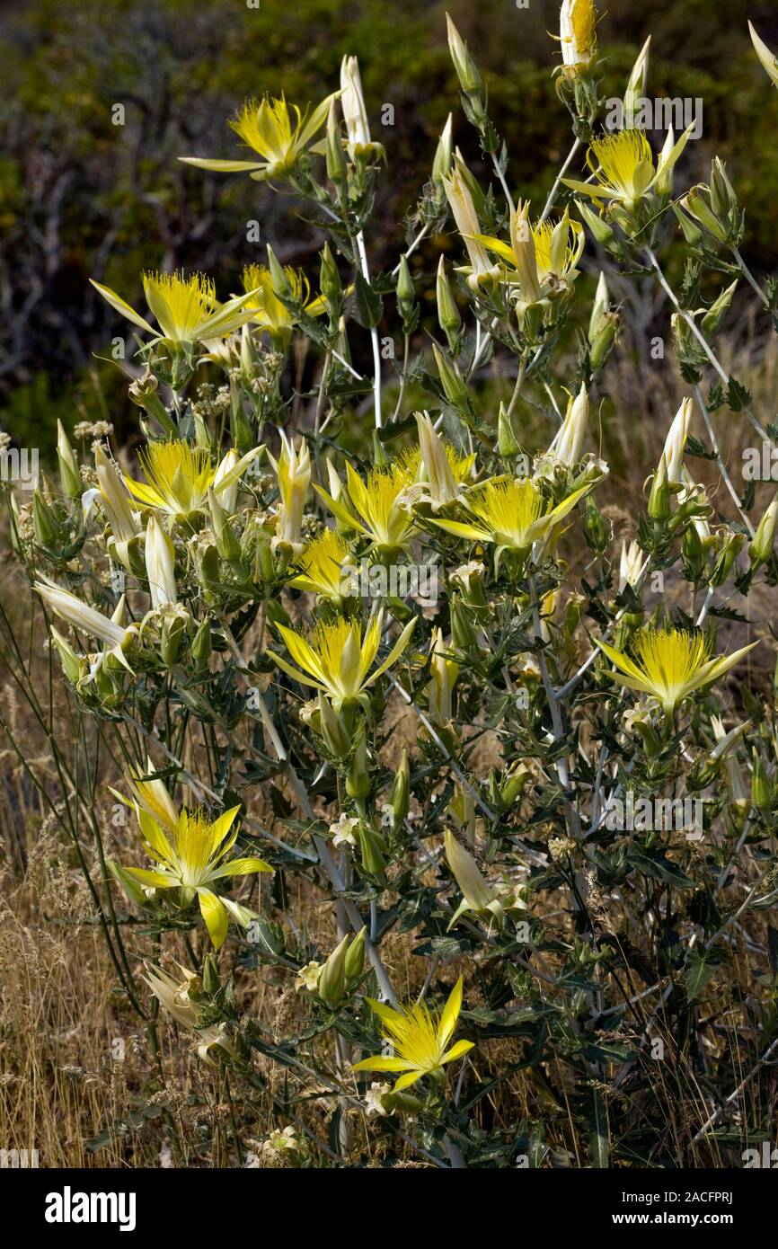 Giant blazing star (Mentzelia laevicaulis) in flower. Photographed in ...