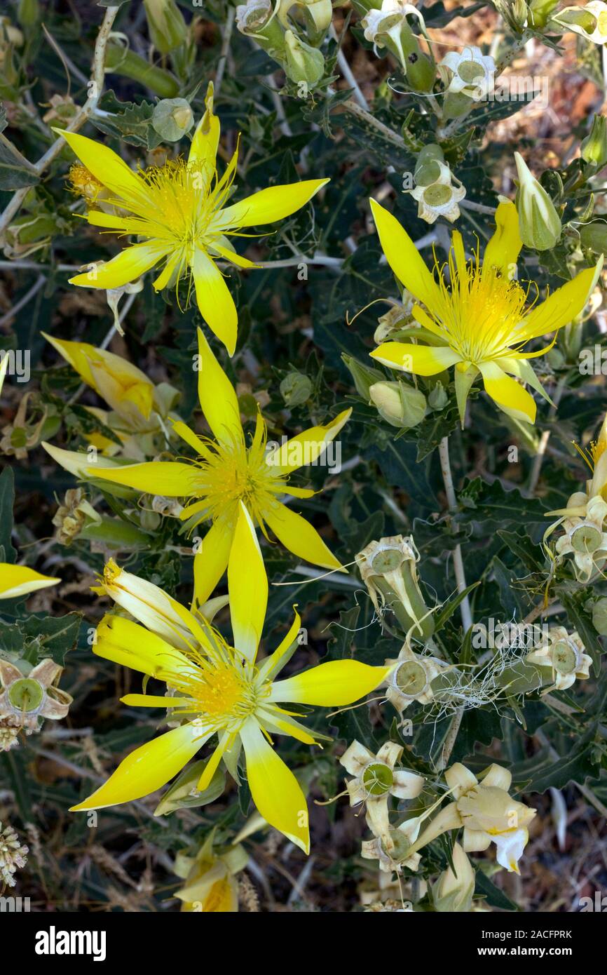 Giant blazing star (Mentzelia laevicaulis) in flower. Photographed in ...
