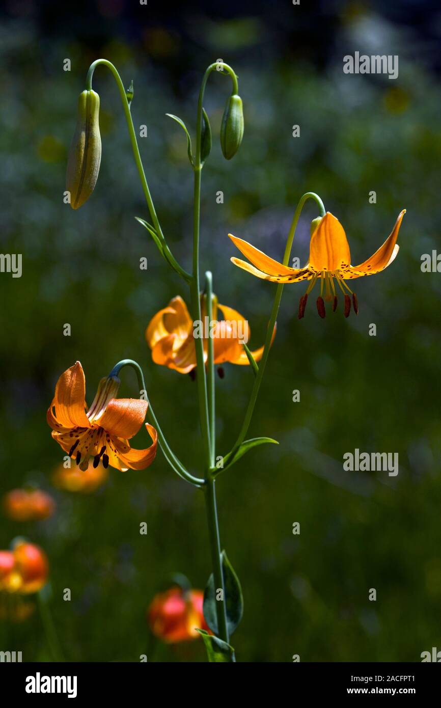 Leopard lily (Lilium pardalinum) in flower. Photographed on Mount Eddy ...