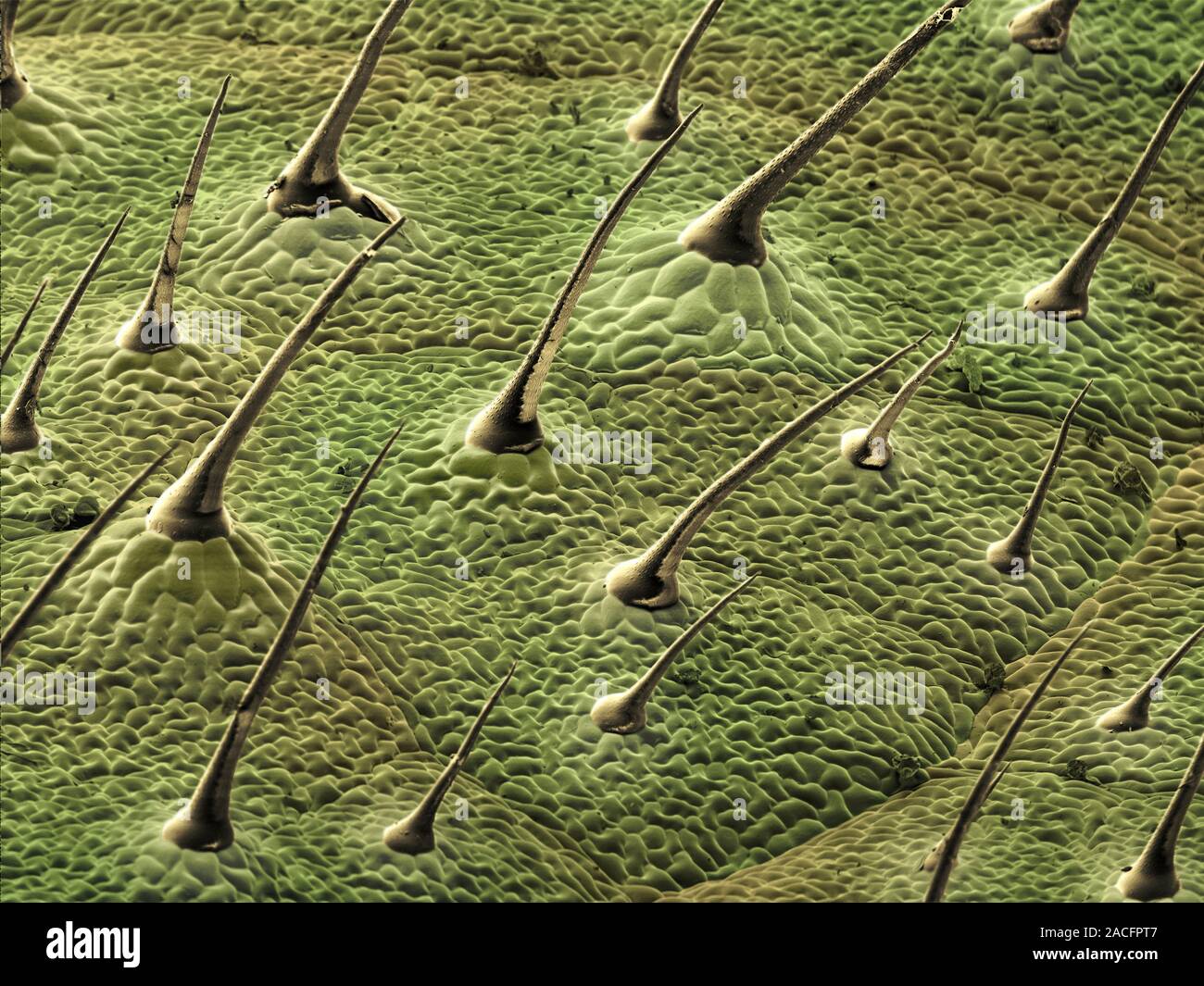 Leaf Hairs Coloured Scanning Electron Micrograph Sem Of The Surface Of A Leaf Showing