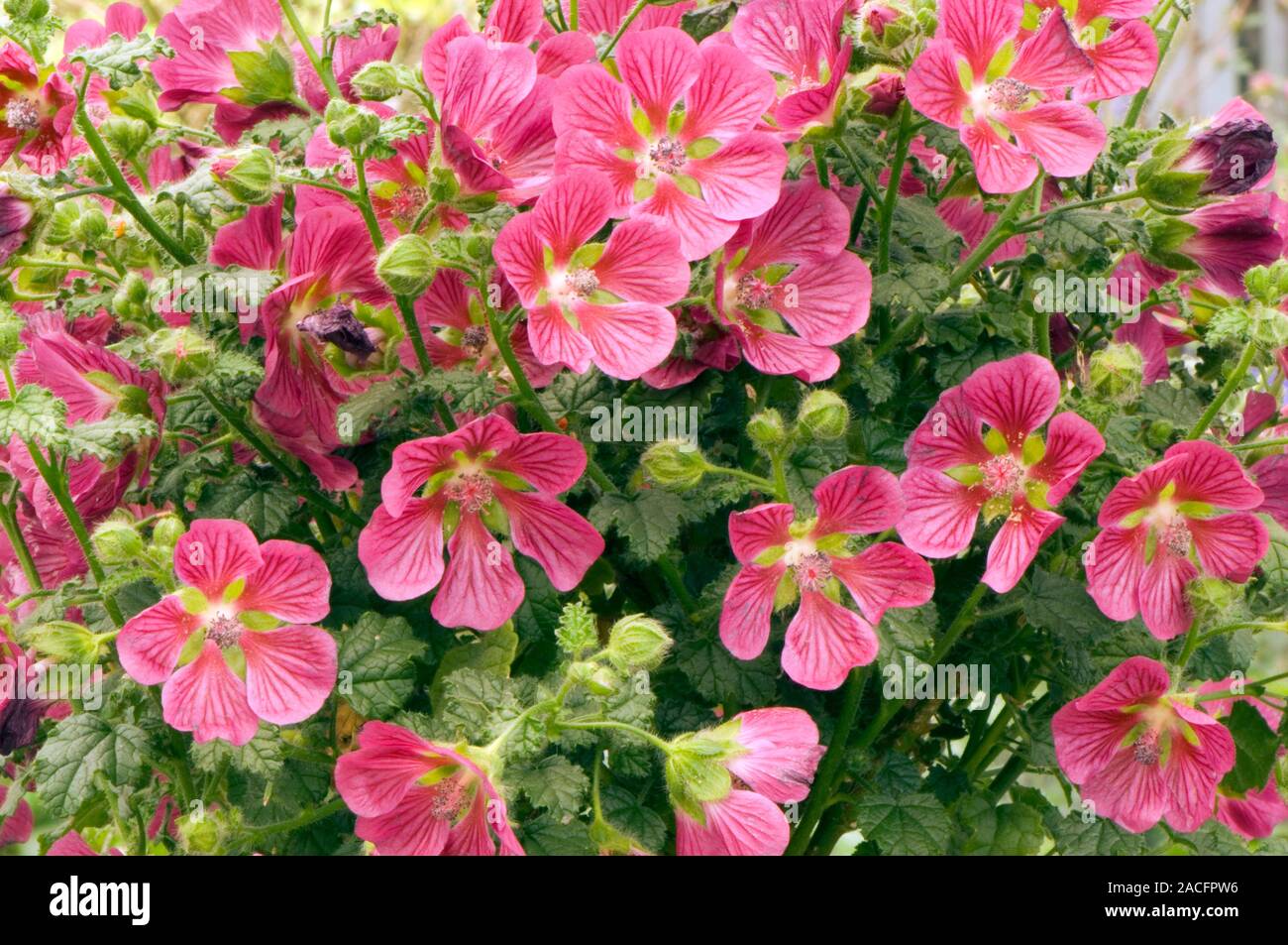 Cape Mallow (Anisodontea donatella) in flower Stock Photo - Alamy