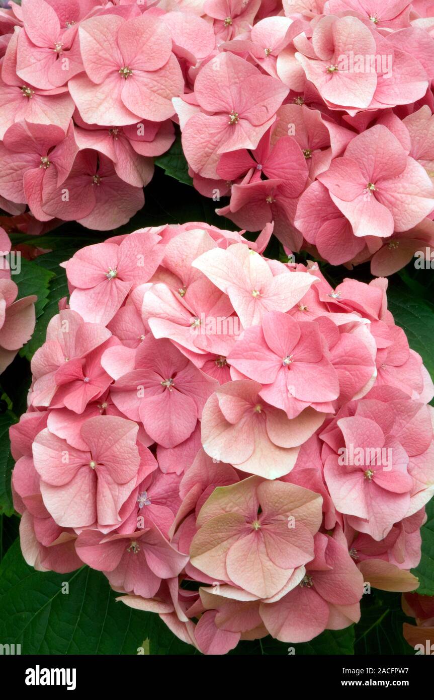 Hydrangea macrophylla 'Rosita' in flower in summer Stock Photo - Alamy