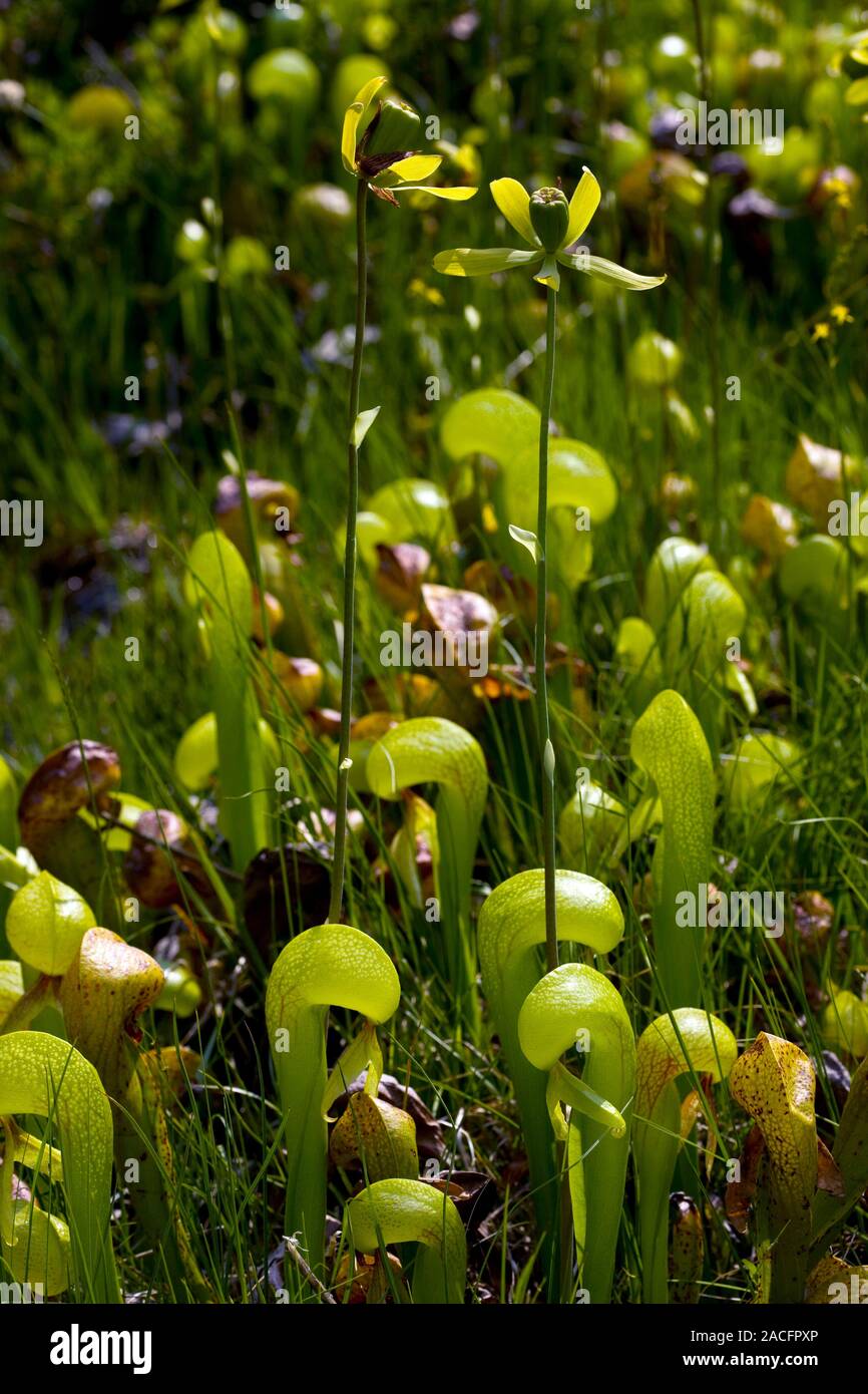 Cobra lilies (Darlingtonia californica). These are insectivorous ...