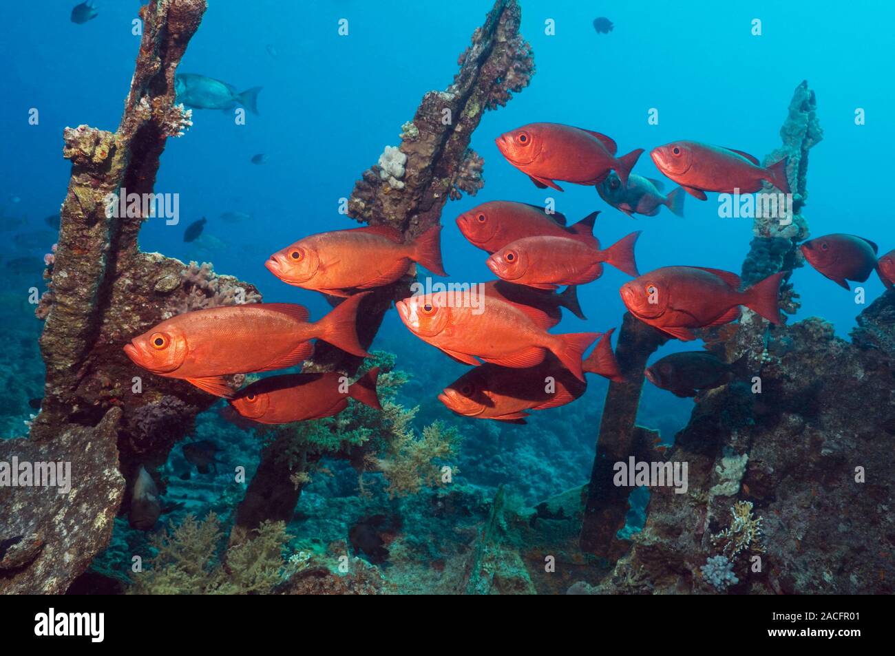 Moontail bullseye (Priacanthus hamrur) fish on a wreck. Photographed in ...