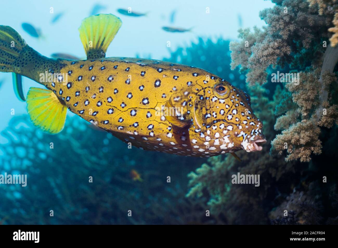 Yellow boxfish (Ostracion cubicus). Photographed in the Red Sea, Egypt ...