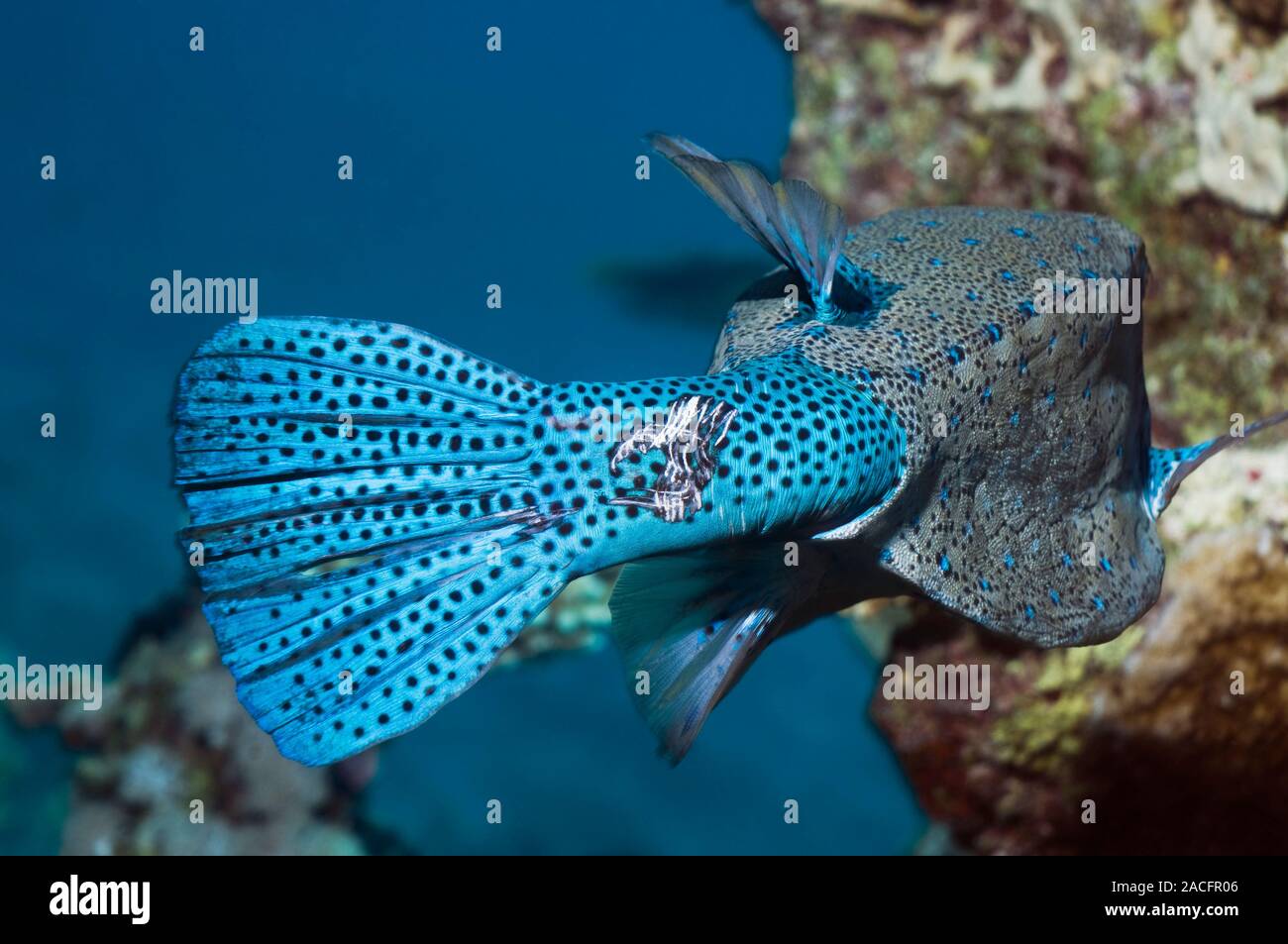 Scarred tail of a Yellow boxfish (Ostracion cubicus). Photographed in ...
