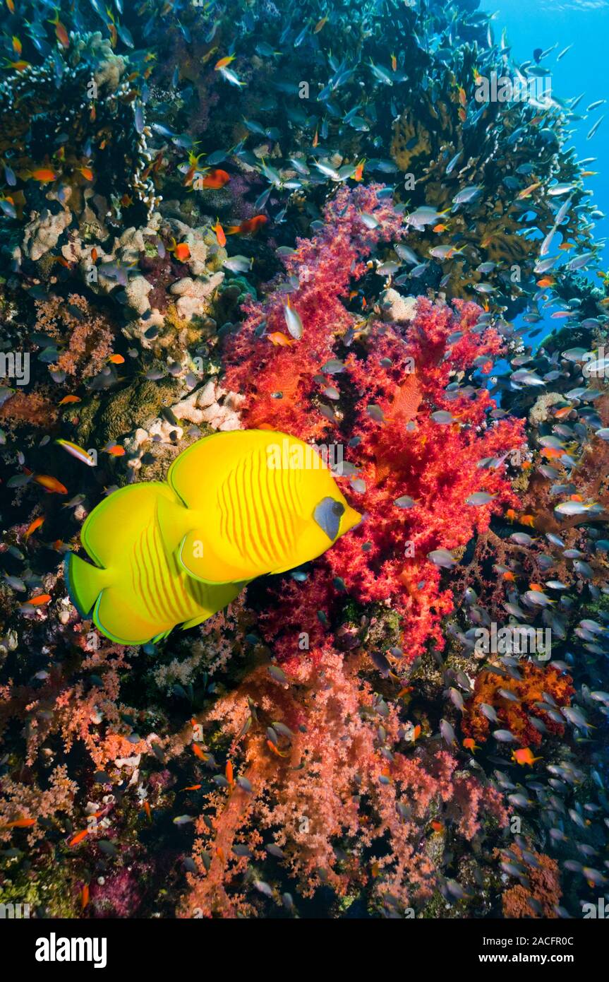 Golden butterflyfish (Chaetodon semilarvatus) pair swimming amongst ...