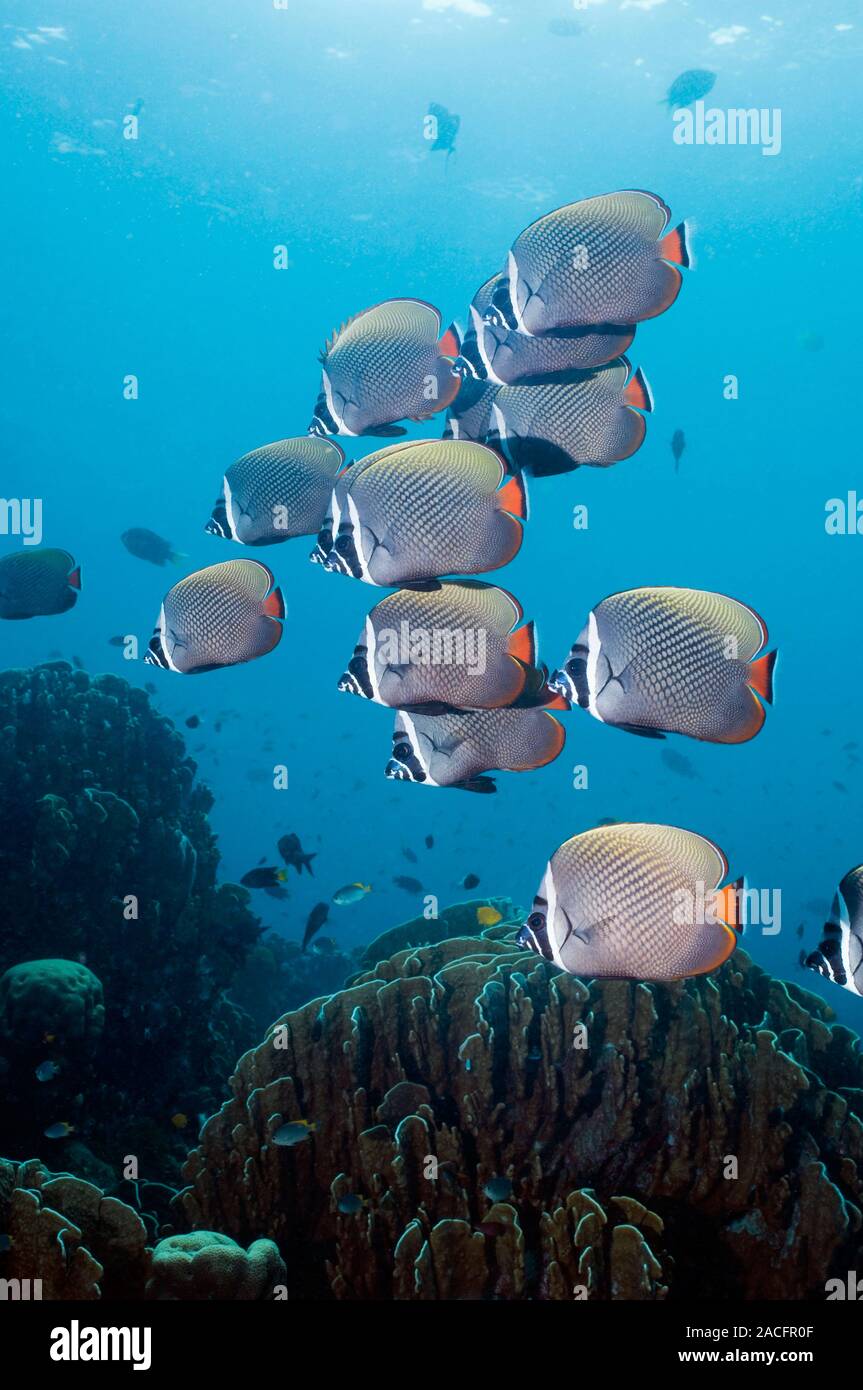 Redtail butterflyfish (Chaetodon collare). Photographed in the Andaman ...