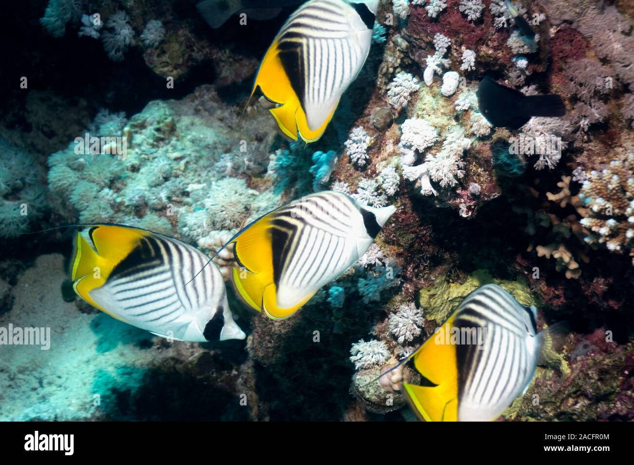 Threadfin butterflyfish (Chaetodon auriga). Photographed in the Red Sea ...