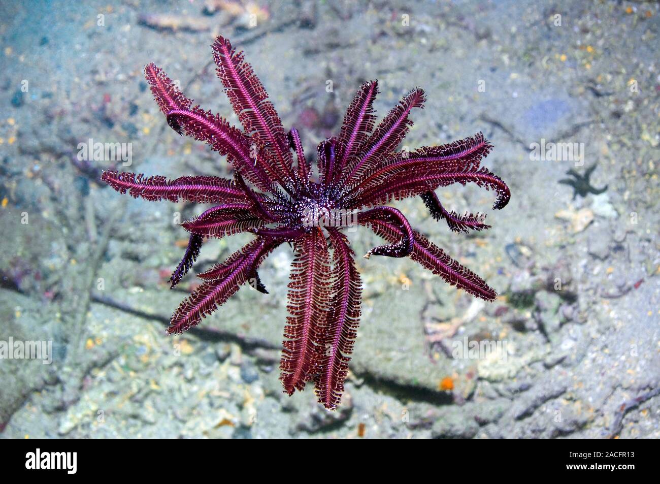 Crinoid, or featherstar, floating in the ocean. Crinoids are primitive ...