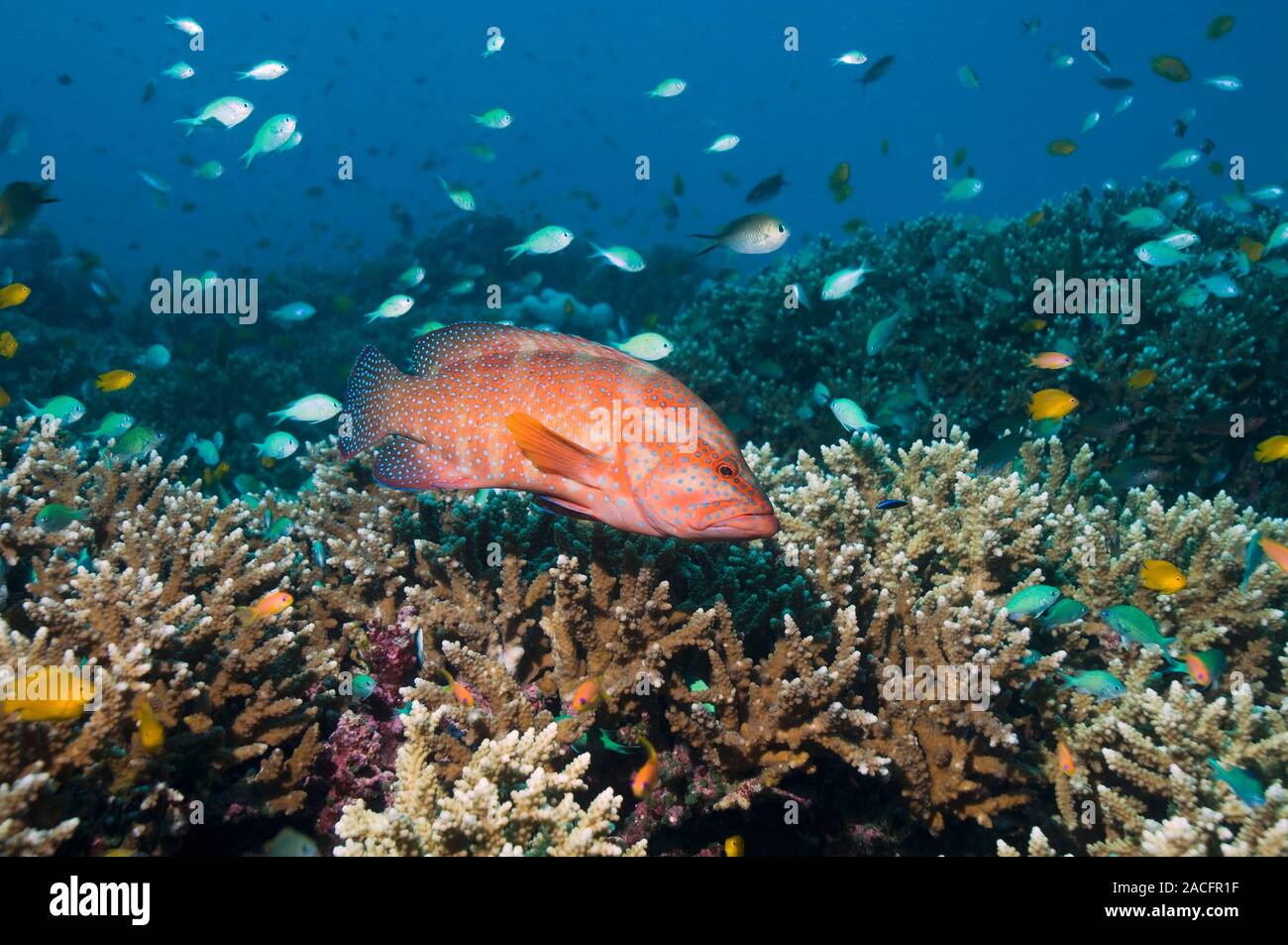 Coral hind grouper (Cephlopholis miniata, centre) and blue-green ...