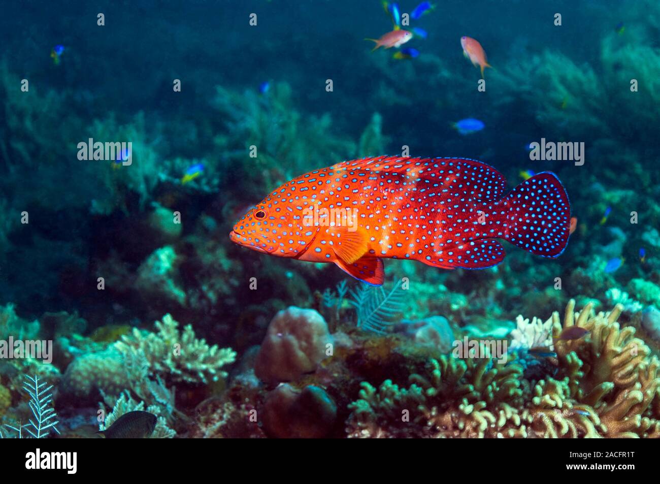 Coral hind grouper (Cephlopholis miniata). Photographed in Bali ...