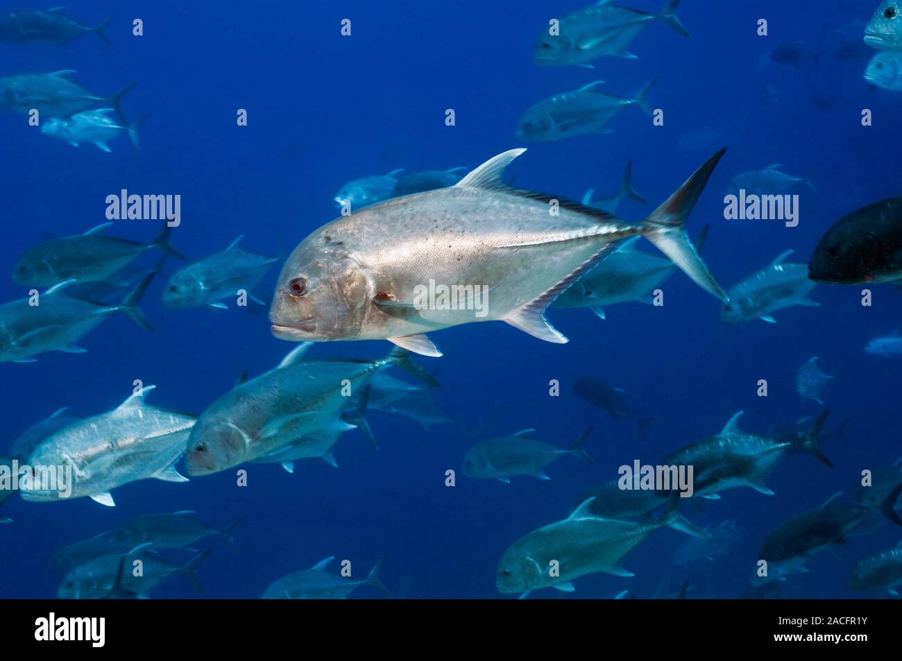 Giant trevally (Caranx ignobilis) fish. Photographed in the Red Sea ...