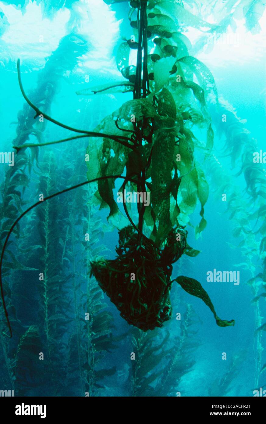 Giant kelp (Macrocystis pyrifera) that has come loose from the seabed ...