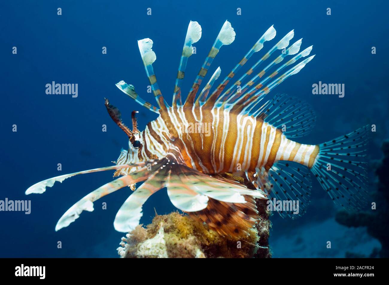 Lionfish (Pterois volitans). The spines in the lionfish's fins contain ...