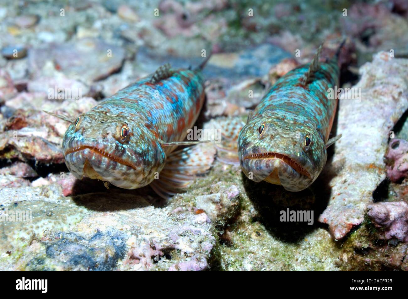 Variegated lizard fish (Synodus variegatus). This bottom-dwelling fish ...