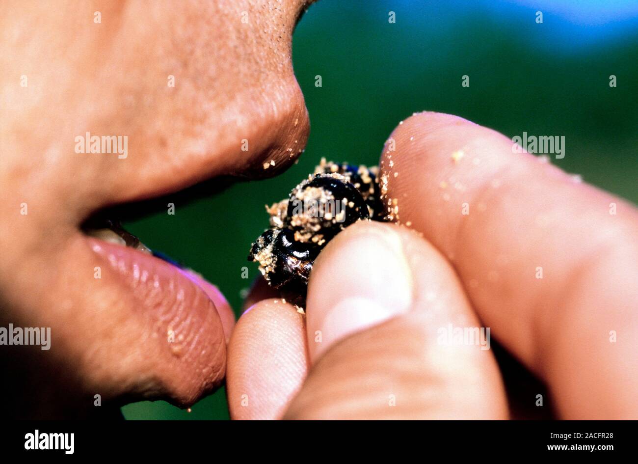 Insect caviar. Edible insect delicacy being eaten. Insects are a good ...