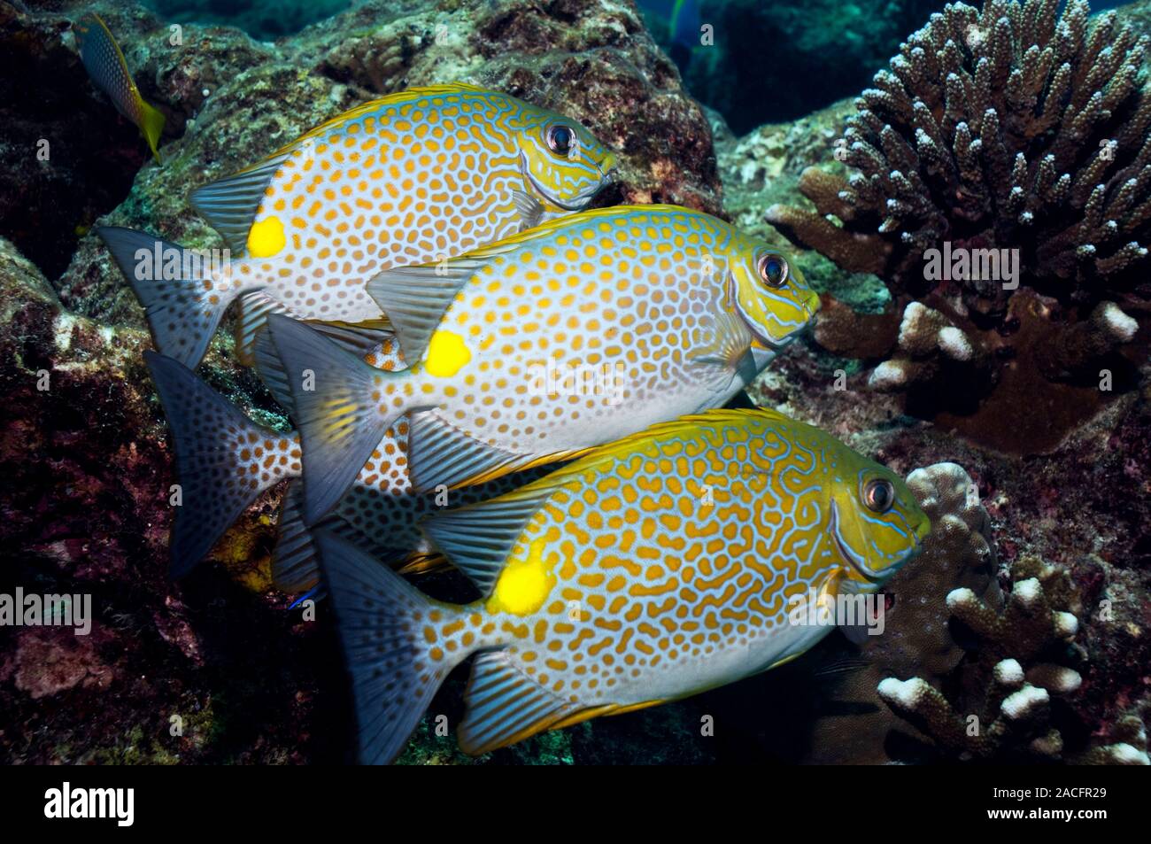 Orange-spotted spinefoot (Siganus guttatus) fish. Photographed in the ...