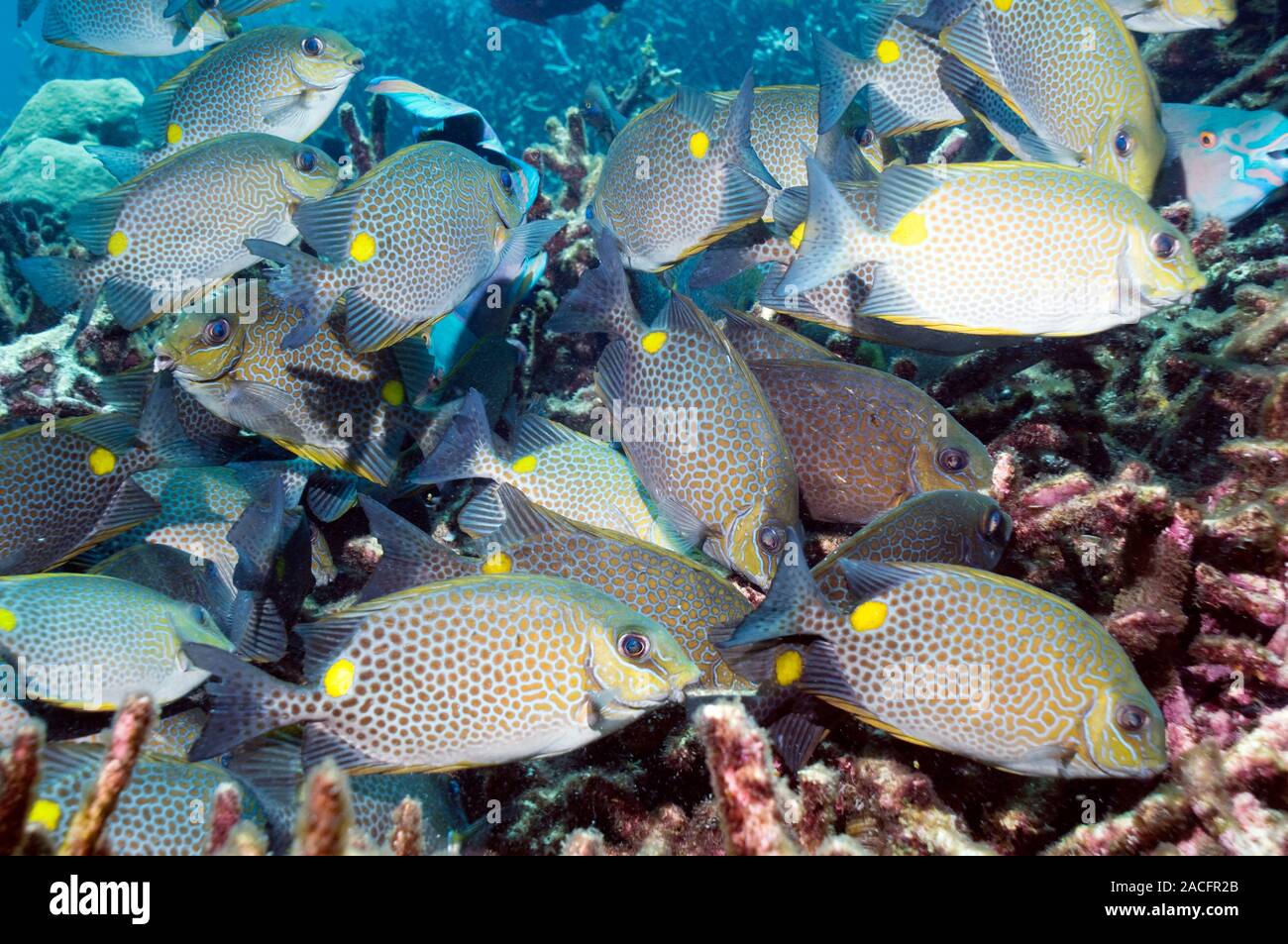 Orange-spotted spinefoot (Siganus guttatus) fish feeding. Photographed ...