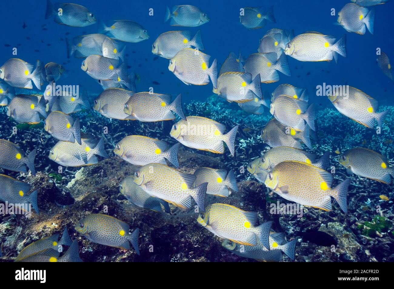 Orange-spotted spinefoot (Siganus guttatus) fish. Photographed in the ...